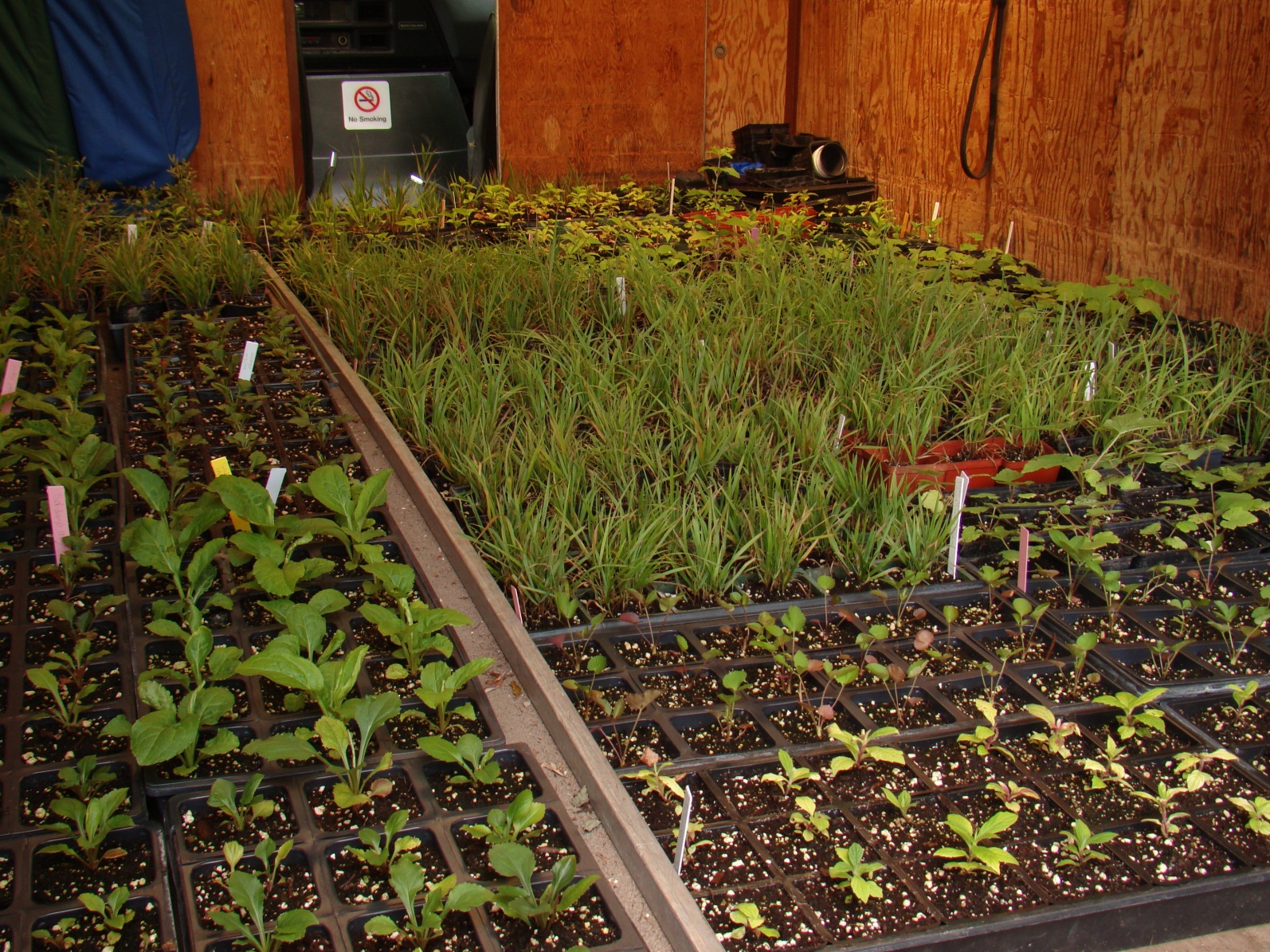 Botanic Gardens Native Lawn | Sustainable Campus